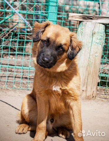 Солнечный щенок Рыжик