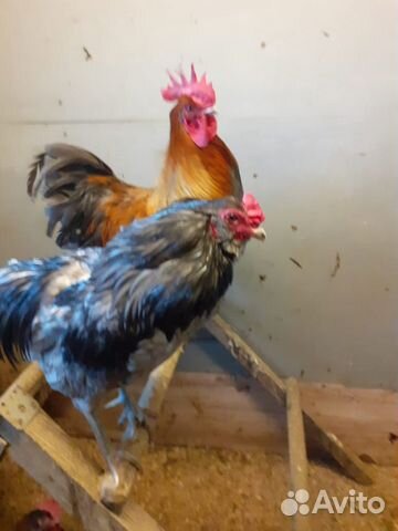 Продам породистых петухов