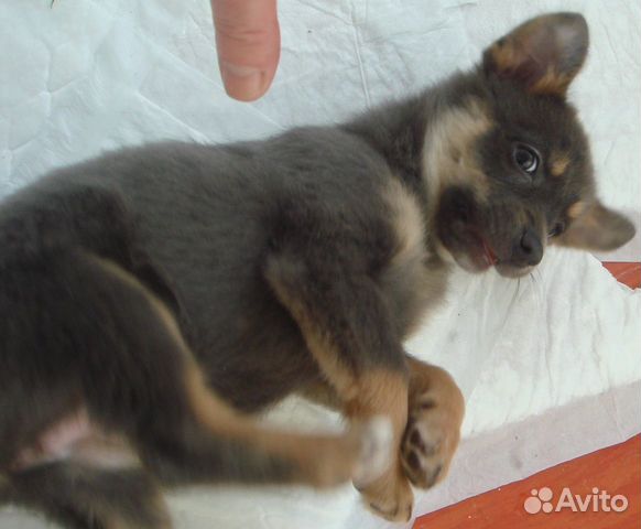 Метис Джек Рассела - в хорошие руки