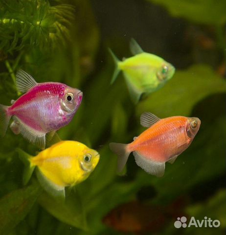 Тернеция гло