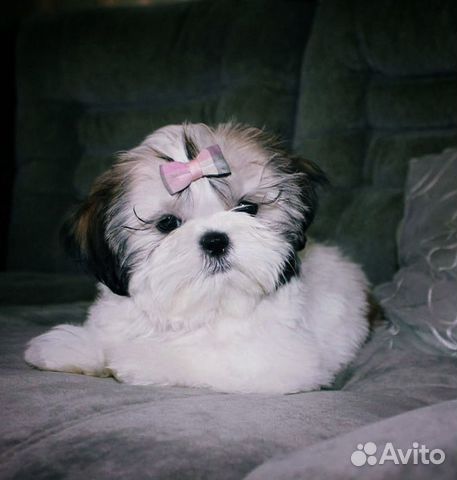 Крошечные малютки Ши