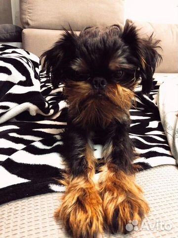 Вязка брюссельский гриффон