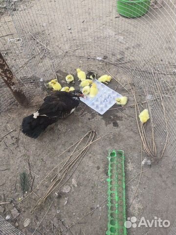 Утята мускусной утки