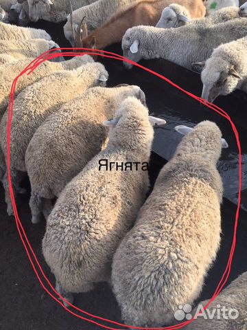 Ягнята и брак матки