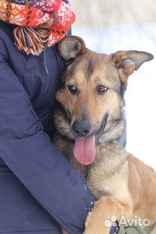 Собака Ушки-парашюты грустит в приюте