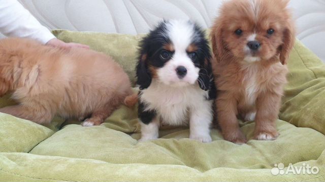 Кинг Чарльз Спаниель