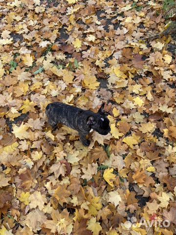 Продаётся щенок французского бульдога