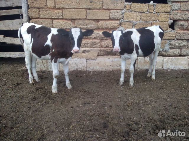 Породистые телята