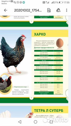 Инкубационное яйцо несушки Харко Венгрия на 15/12