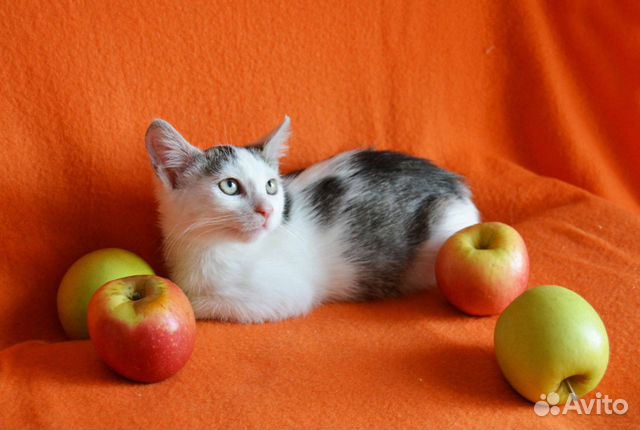 Котёнок неженка