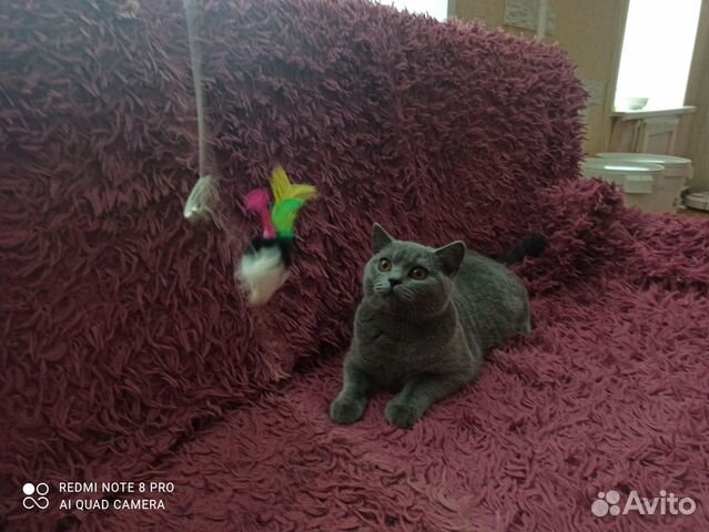 Породистая британка-красотка из питомника