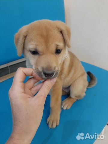 Плюша ищет дом