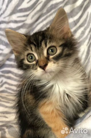 Ручная пушистая красавица Ариша 2 мес ищет дом