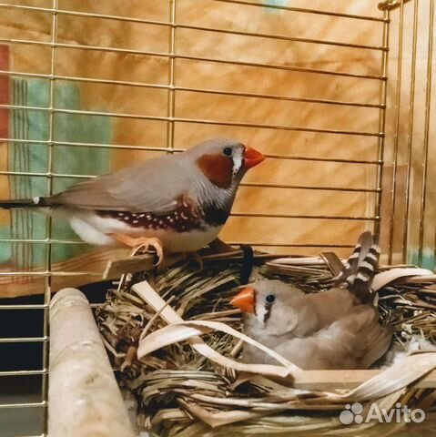 Зебровая амадина, самка