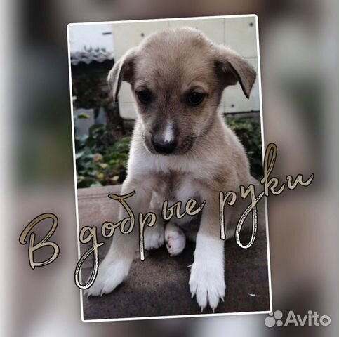 Маленькая крошка в поисках дома