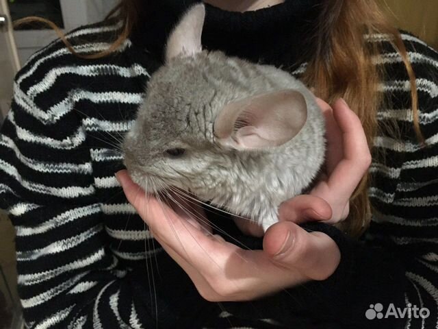 Шиншилла (мальчик)