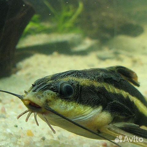 Рыбки в аквариум