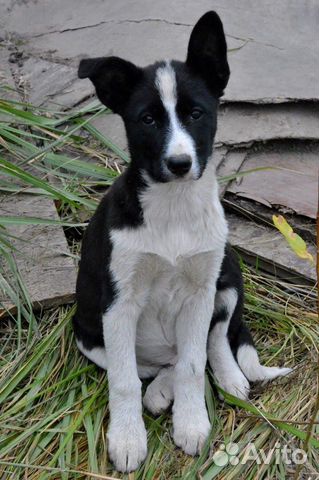 Отдам в добрые руки