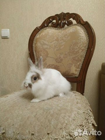 Кролик
