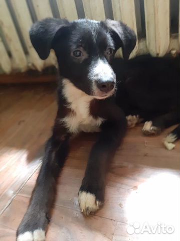 Ласковый щенок в заботливую семью