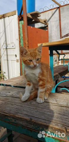 Котята