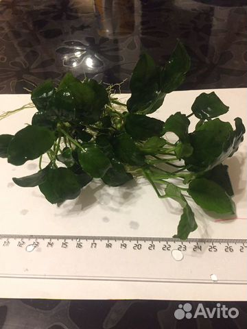 Растение. Анубиас