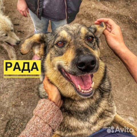 Рада ищет хозяина