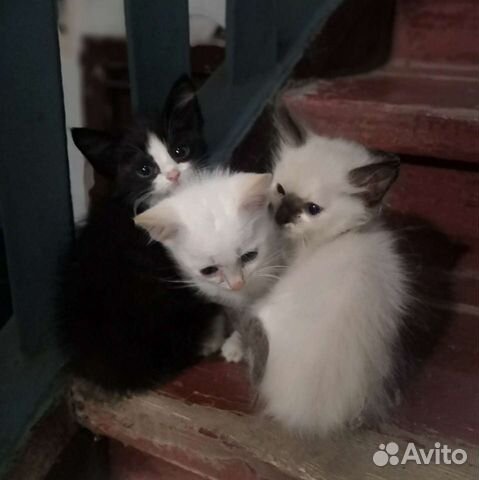 Котята подкидыши. Красавчики