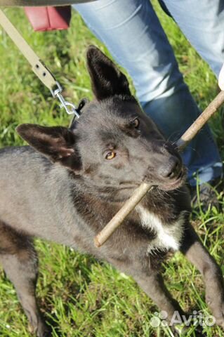 Собака,друг,компаньон-замечательный песик