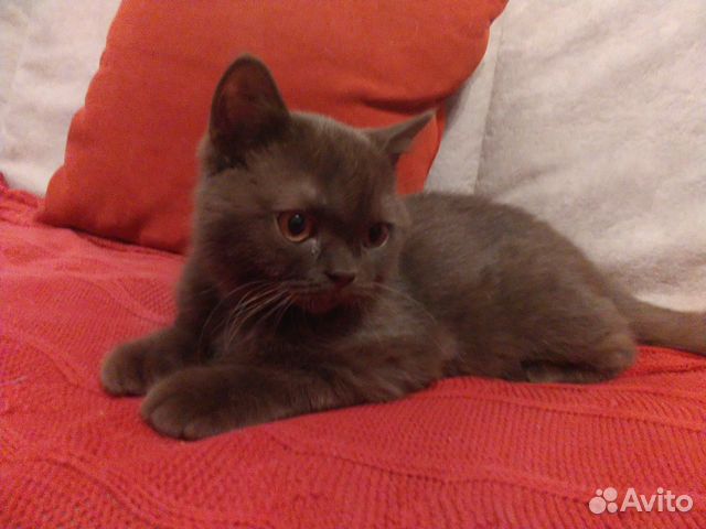 Британский котенок