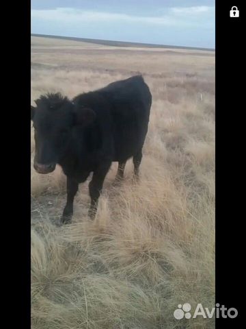 Бычки телки подсосные