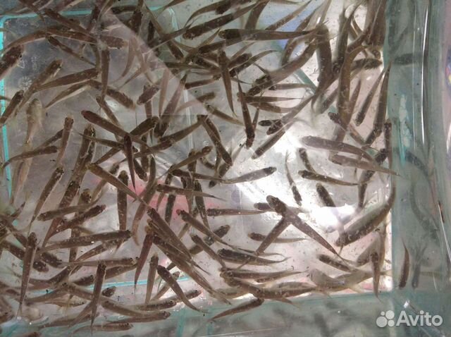 Живец бессмертник