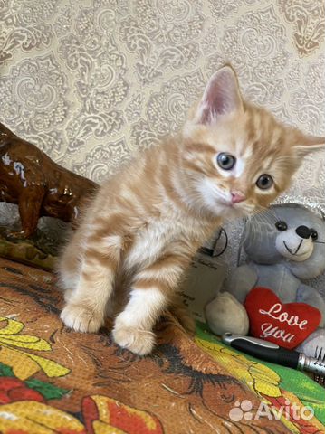 Котятки