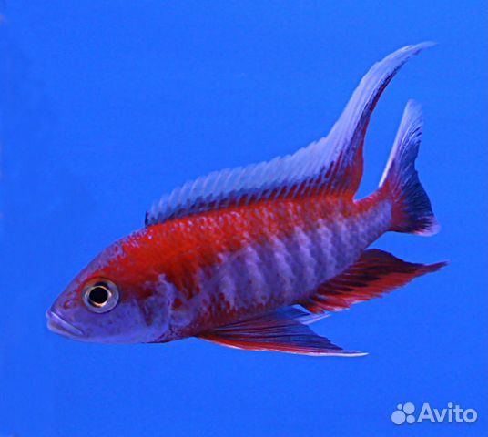 Аулонокара фрайберга