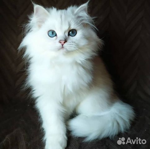 Длинношерстный серебристый котик