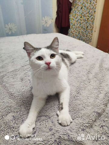 Котик в добрые руки