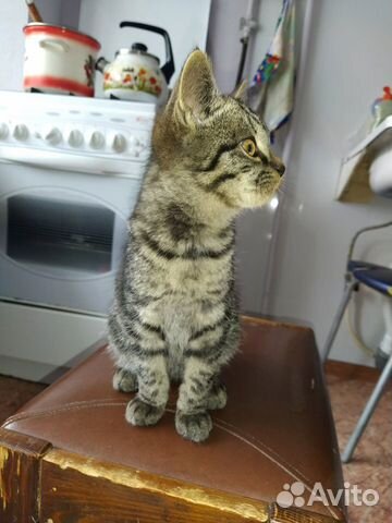 Котёнок красивого окраса