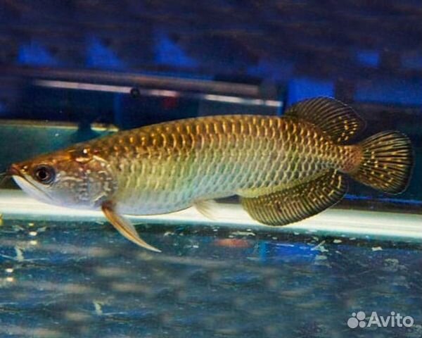 Австралийская арована