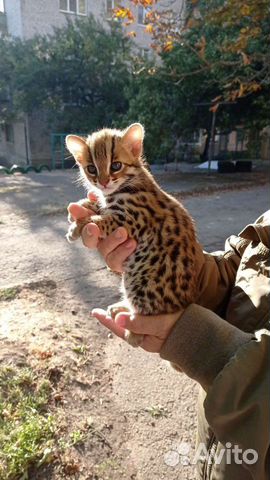 Бенгальская