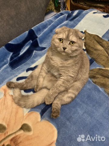 Кот Маркиз