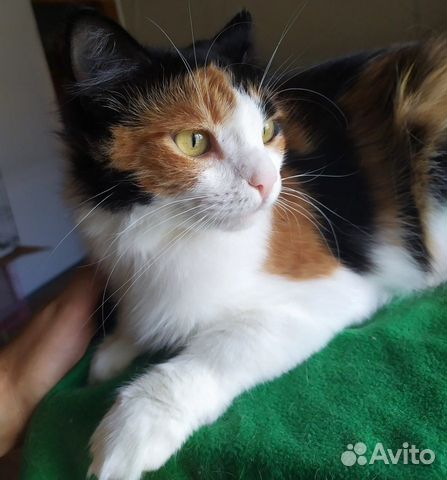 Кошка Эшли, 3 года (из приюта)