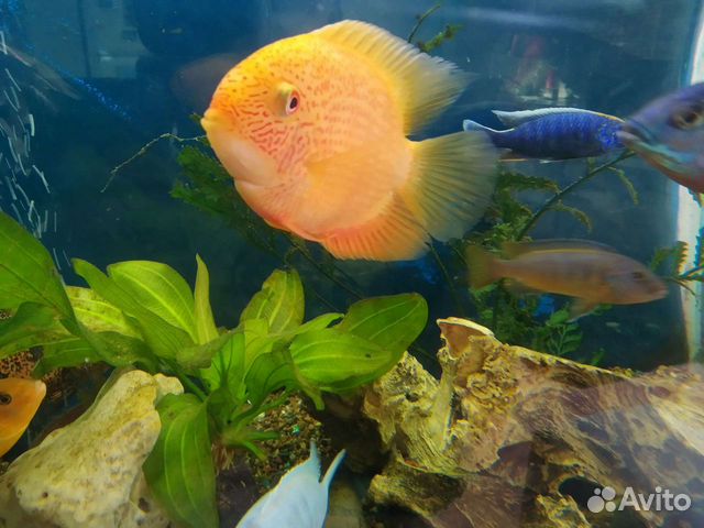 Рыбы цихлиды + аквариум 250л