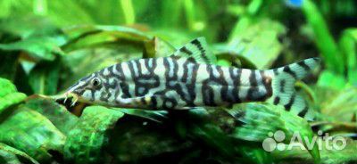 Отдам бесплатно боцию. Гроза улиток)