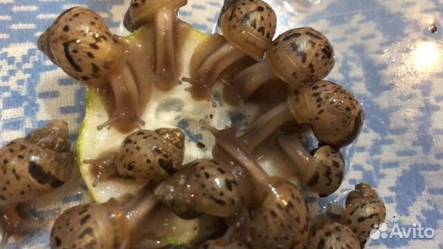 Улитки ахатины