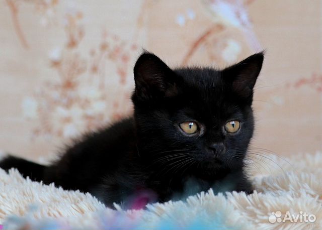 Чудесный чёрный котёнок в дар