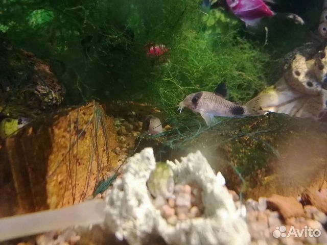 Сомик Панда