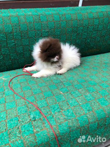 Померанский шпиц Шоколадный Горошек