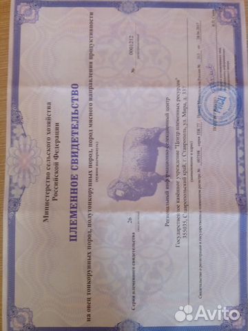 Продаются племенные бараны