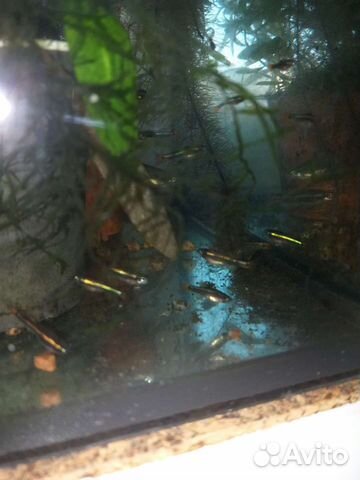 Отдам кардиналов