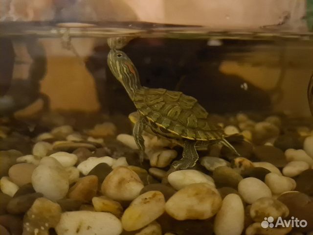 Красноухие черепахи